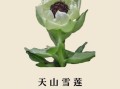 真正天山雪莲什么价_天山雪莲多少钱一克