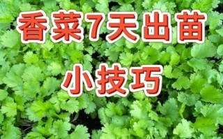 香菜种植几天能出苗_香菜出苗慢怎么办
