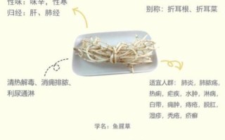 鱼腥草的功效与禁忌_鱼腥草什么人不能吃