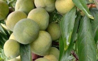 脆骨李产地在哪里_脆骨李和青脆李区别