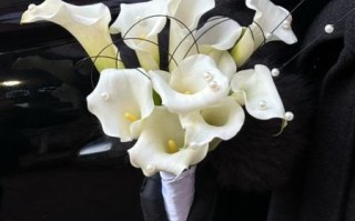 进口马蹄莲怎么养_进口马蹄莲多久开花