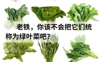 绿叶菜有哪些品种_怎么挑选更新鲜
