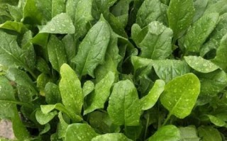 青菜品种大全图片_哪些青菜适合阳台种植