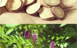 甘草图片长什么样_甘草图片真假怎么辨别 甘草图片长什么样_甘草图片真假怎么辨别