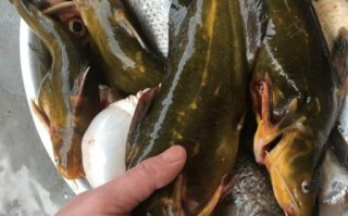 黄骨鱼怎么钓_黄骨鱼打窝用什么最好