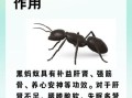 黑蚂蚁的功效与作用_黑蚂蚁怎么吃效果最好