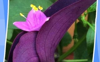 紫鸭跖草的功效与作用_紫鸭跖草可以泡水喝吗