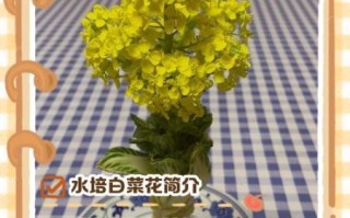 开水白菜如何开花_开水白菜开花条件