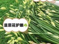 韭菜花的功效与作用_韭菜花怎么吃最好