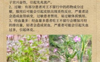 王不留行的功效与作用_王不留行怎么吃