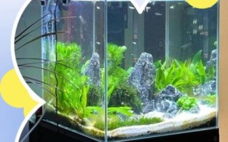 鱼缸造景教程_新手如何造景