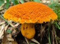 野生牛肝菌图片怎么识别_野生牛肝菌有毒吗