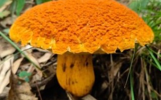 野生牛肝菌图片怎么识别_野生牛肝菌有毒吗
