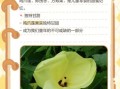 鸡爪莲图片_鸡爪莲和凤爪莲区别