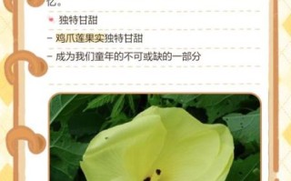 鸡爪莲图片_鸡爪莲和凤爪莲区别
