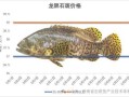 石斑鱼图片价格_石斑鱼多少钱一斤