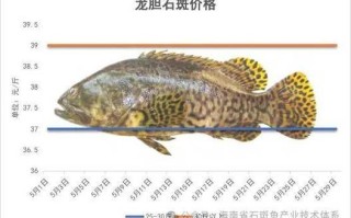 石斑鱼图片价格_石斑鱼多少钱一斤