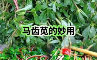马齿苋能激活癌细胞吗_马齿苋致癌是真的吗