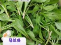 马兰头图片功效与作用_马兰头怎么吃最营养