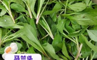 马兰头图片功效与作用_马兰头怎么吃最营养