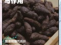 醋香附的功效与作用_醋香附主治什么病