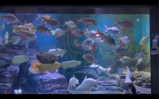 鱼图片高清_如何拍出细节清晰的水族大片