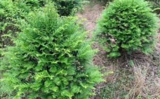 红豆杉树图片大全_如何辨别真假红豆杉