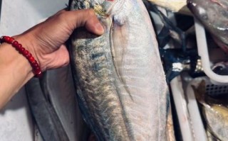 竹荚鱼中国叫什么_竹荚鱼与巴浪鱼区别