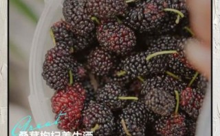 桑葚泡酒壮阳配方有哪些_桑葚与什么泡酒最补肾