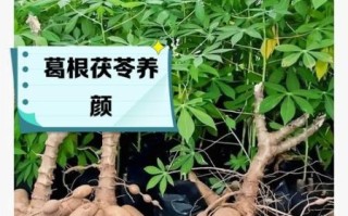 葛根泡水喝的功效与作用_葛根怎么泡水喝最好