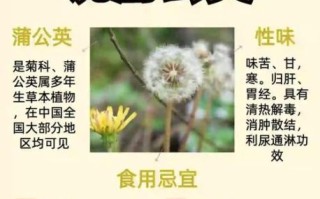 蒲公英怎么吃功效最好_蒲公英根茶和叶子哪个更营养