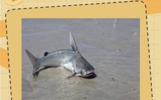 梭边鱼与鲶鱼图片区别_如何一眼分辨两种鱼