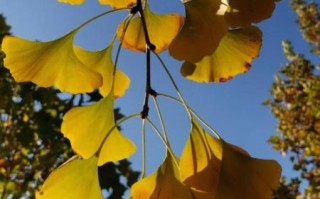 白果树图片怎么拍好看_白果树图片高清素材哪里找