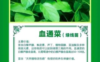 通菜有什么功效_通菜营养价值高吗