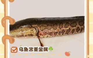 吃乌鱼10大忌_乌鱼不能和什么一起吃