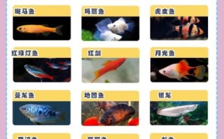 淡水观赏鱼有哪些_热带鱼怎么养