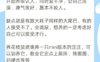 花枝鼠怎么养_花枝鼠饲养注意事项