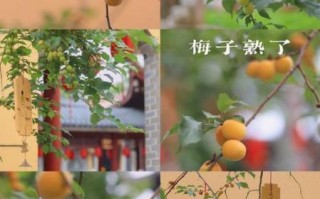 梅子黄时日日晴_为什么今年梅雨不下雨