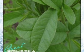 番泻叶泡水喝的禁忌_哪些人不能喝