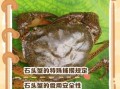 石蟹能吃吗_石蟹有毒吗