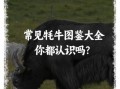 牦牛是什么动物_牦牛和奶牛有什么区别