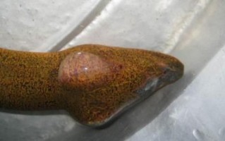 望月鳝真的存在吗_望月鳝是什么动物