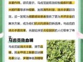 马齿菜治白发真的有效吗_马齿菜治白发怎么用
