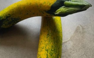 角瓜长什么样_角瓜和南瓜的区别