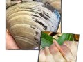 北极贝是生的还是熟的_北极贝刺身安全吗