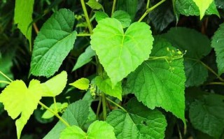 山葡萄根的功效与作用_山葡萄根怎么泡水喝