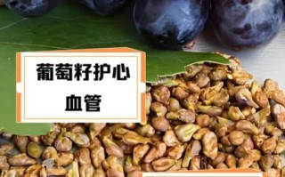 葡萄籽什么时候吃最好_一天中吃葡萄籽最佳时间