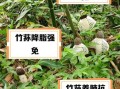 竹荪的功效与作用有哪些_竹荪的营养价值高吗