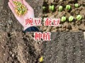 豌豆怎么种_豌豆种植方法步骤
