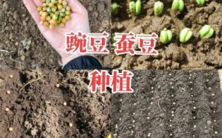 豌豆怎么种_豌豆种植方法步骤